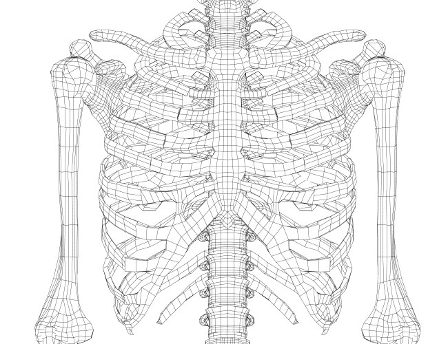 Skeleton Royalty Free Vector Image - VectorStock