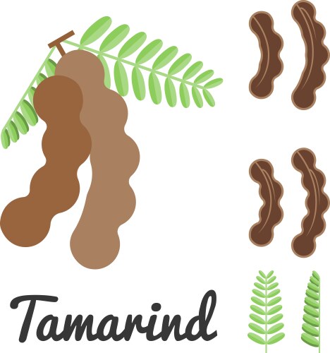 Tamarind Vector Images (over 1,500)