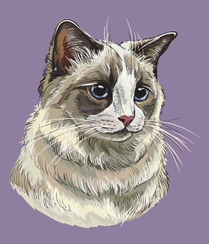 Cat color graphic artistic drawing Royalty Free Vector Image