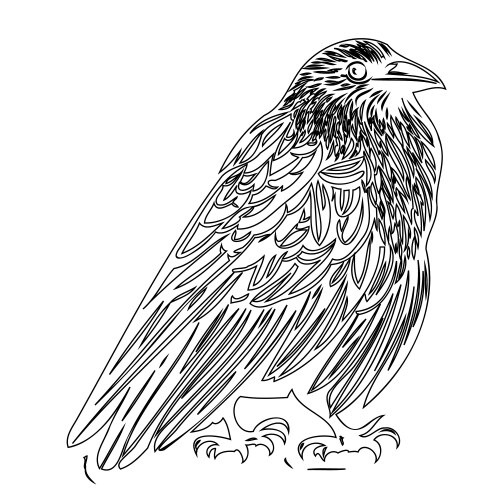 Raven or crow outline sketch Royalty Free Vector Image