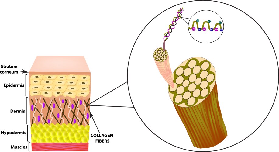 Collagen structure infographics Royalty Free Vector Image