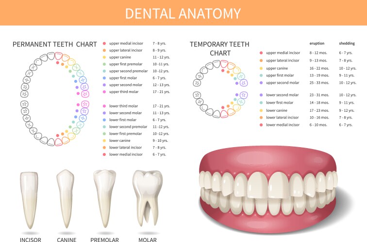 Human Teeth Anatomy Chart – Royalty-Free Vector | VectorStock