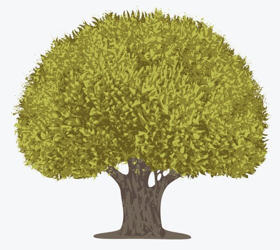 Olive Tree Drawing Vector Images (over 48,000)