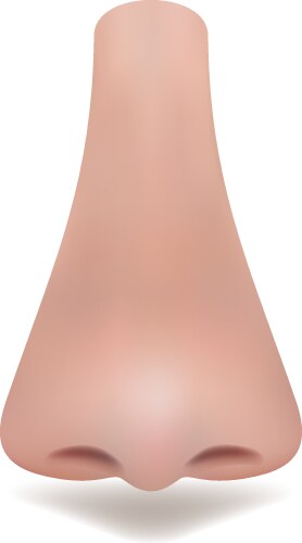 Nose Royalty Free Vector Image - VectorStock