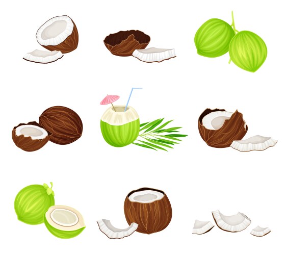 Coir Vector Images (over 120)