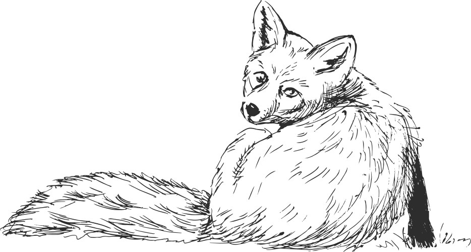 Hand-Doodle Fox Sketch Royalty Free Vector Image