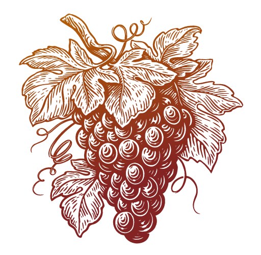 Vine grape branch twisting golden Royalty Free Vector Image