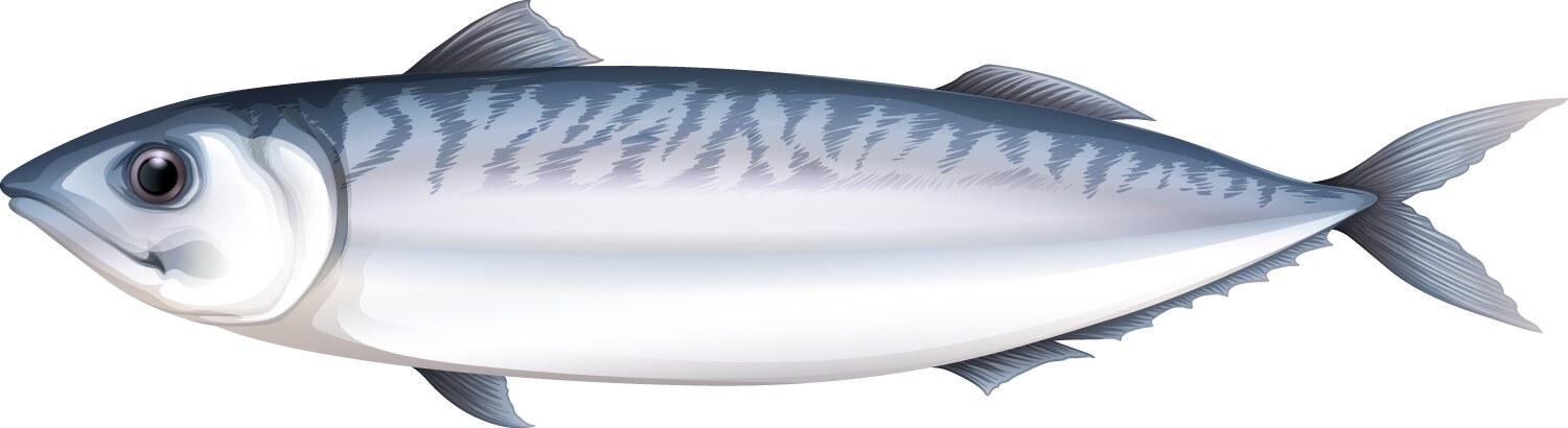 Mackerel Royalty Free Vector Image - VectorStock