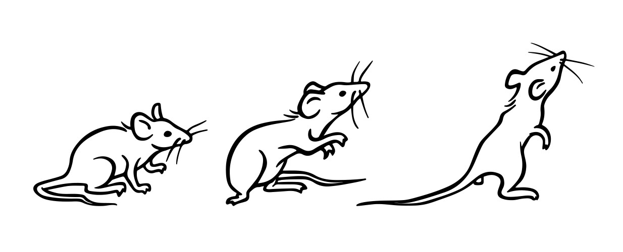 Rat outline Vector Images & Graphics for Commercial Use | VectorStock