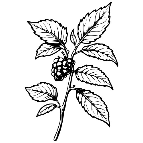 Bramble Vector Images (over 1,400)