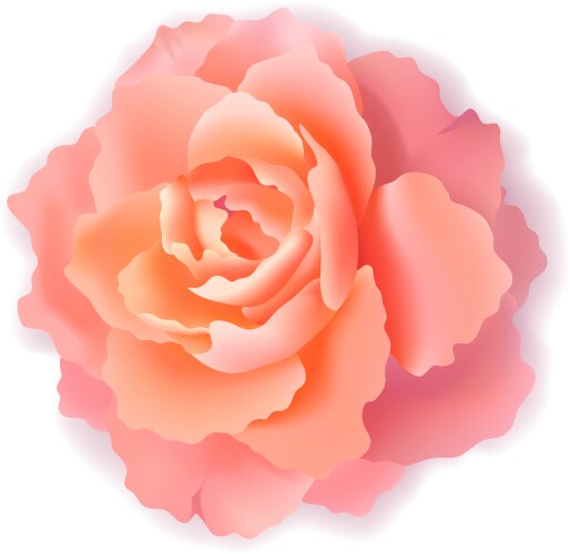 Red rose flower top view isolated on white Vector Image
