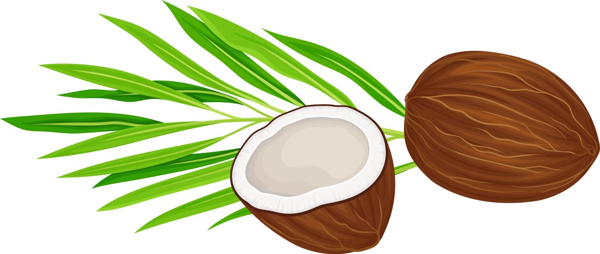 Coir Vector Images (over 120)