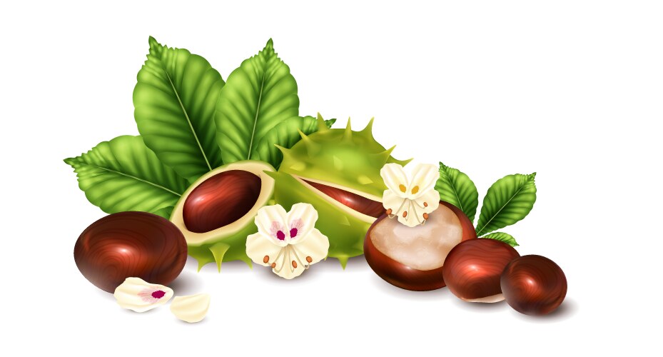 Chestnut realistic plant set Royalty Free Vector Image
