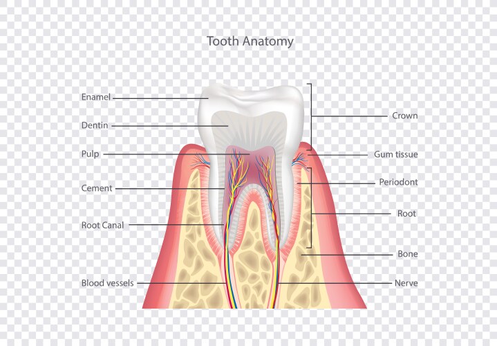 Tooth anatomy healthy teeth structure dental Vector Image