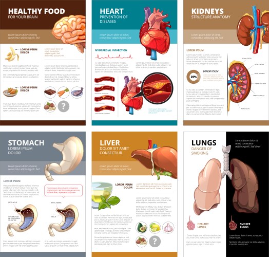 Kidney medical diagram poster Royalty Free Vector Image