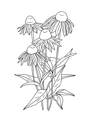 Echinacea Flower Line Vector Images (over 190)