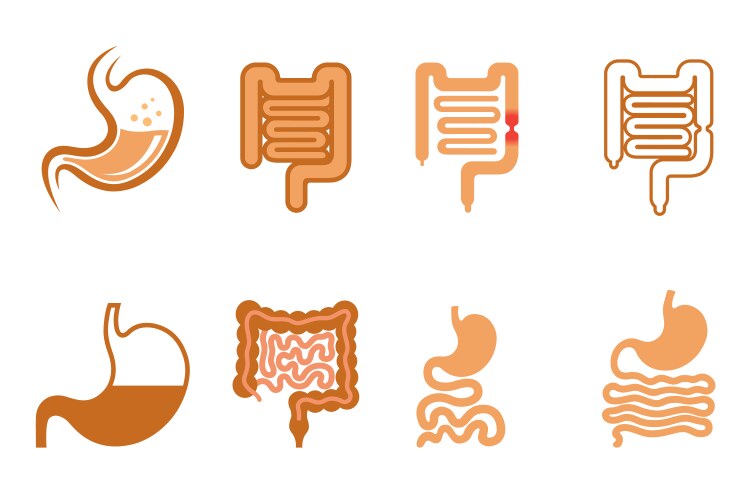 Intestine Vector Images (over 18,000)