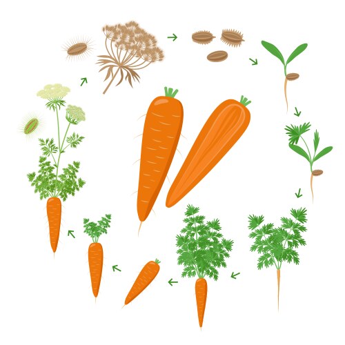Infographic for carrot growing stages Royalty Free Vector
