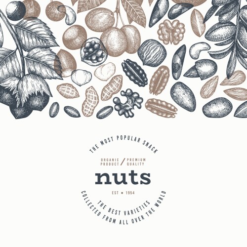 Nuts frame design hand drawn pecan macadamia pine Vector Image