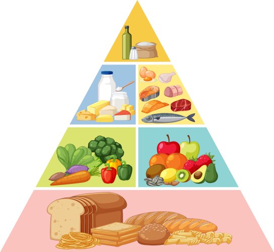 Healthy food pyramid infographic pictures Vector Image