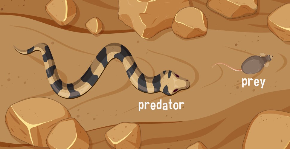 Snake Life Cycle Vector Images (91)