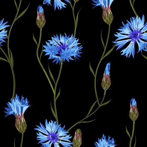 Cornflower Vector Images (over 4,100)