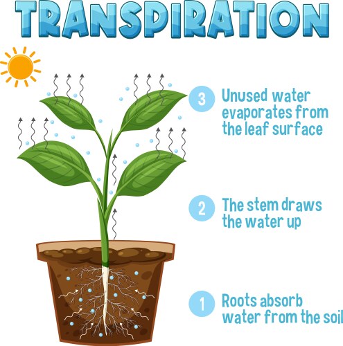 Diagram showing process photosynthesis Royalty Free Vector