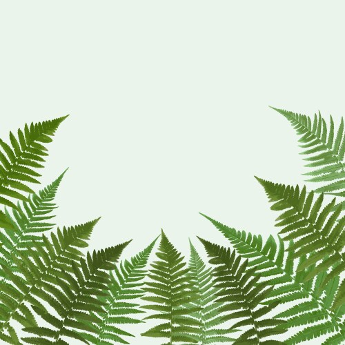 Fern Royalty Free Vector Image - VectorStock