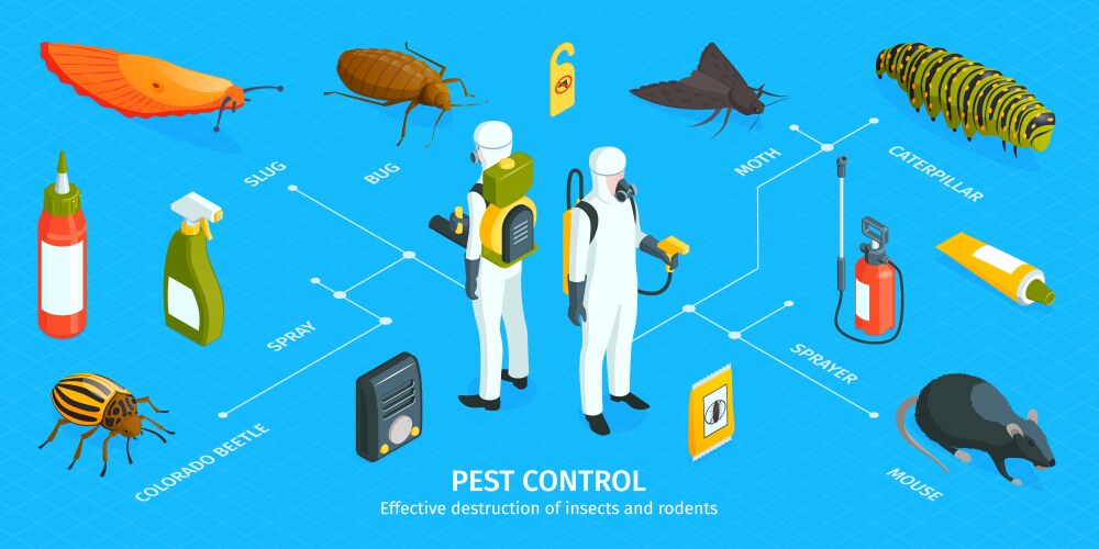 Isometric pest control flowchart Royalty Free Vector Image