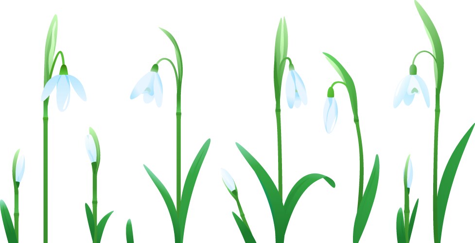 Snowdrop Vector Images (over 4,500)