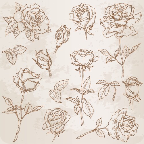 Roses Vector Images (over 330,000)