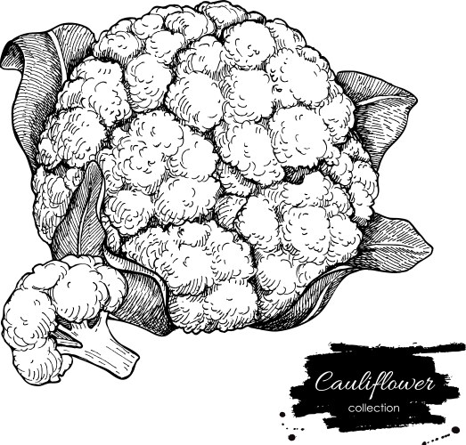 Angry red cauliflower character hand drawn Vector Image