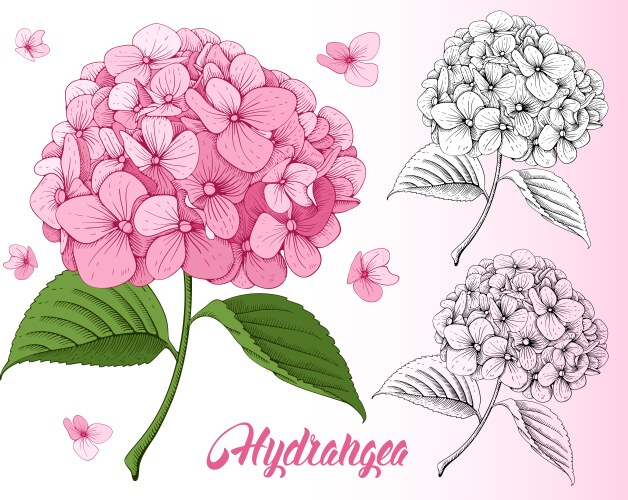 Hydrangea Vector Images (over 7,900)