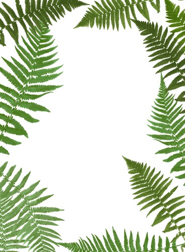 Fern Royalty Free Vector Image - VectorStock