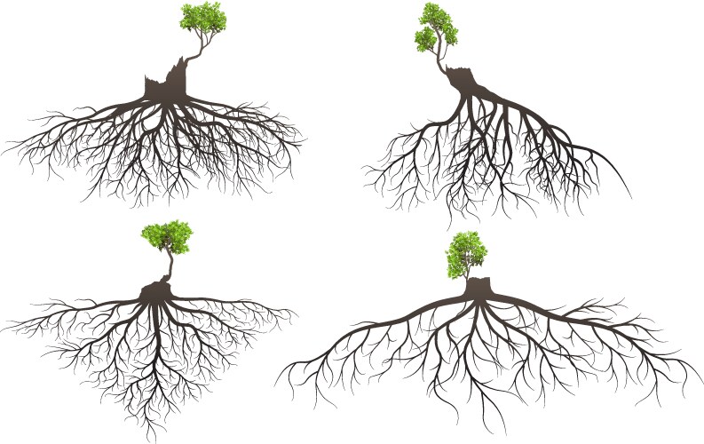 Germination Vector Images (over 4,700)