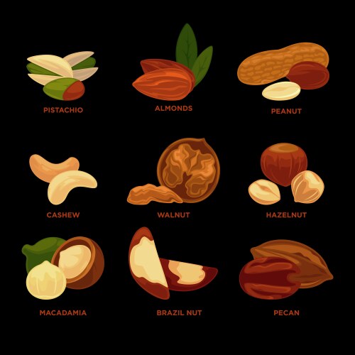 Name of Nuts Vector Images (over 110)