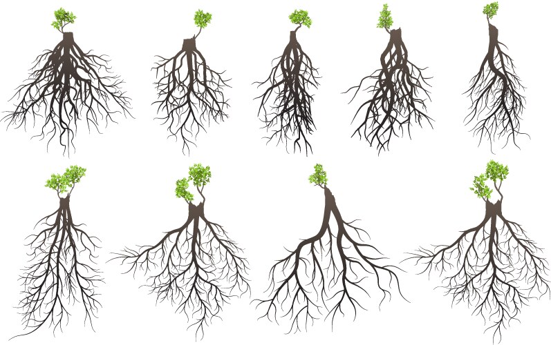 Tree Roots Vector Images (over 20,000)