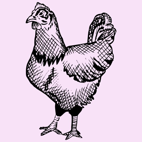 Hen Vector Images (over 45,000)