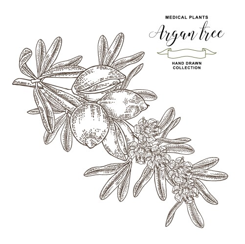 Argan Oil Vector Images (over 1,300)