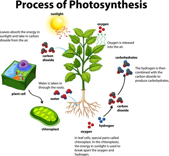 Diagram showing stomata on white background Vector Image