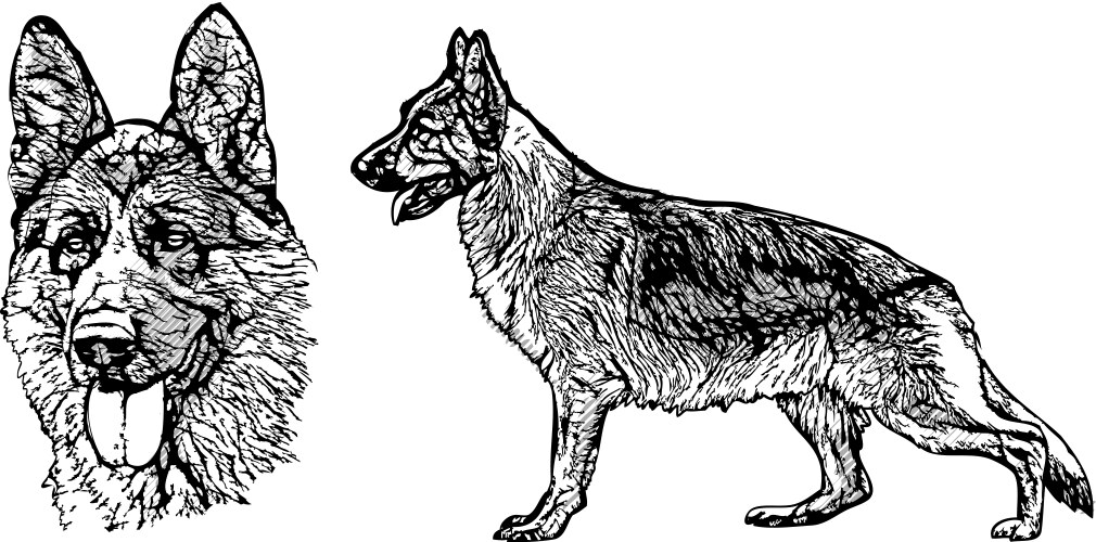 Two dog german shepherd breed Royalty Free Vector Image