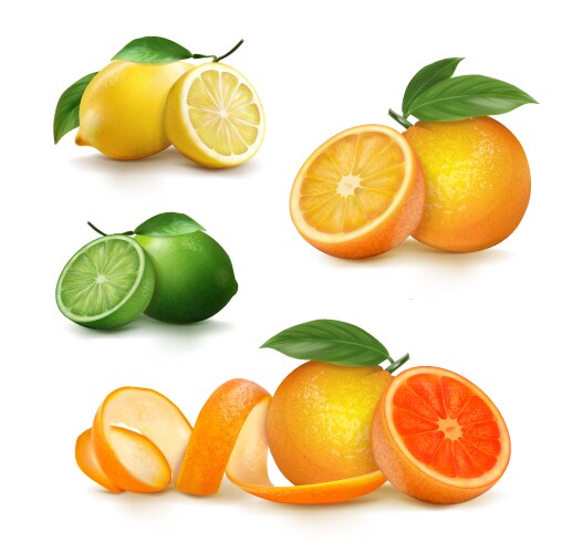 Citrus Vector Images (over 100,000)