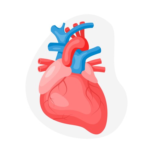 Heart human anatomical and cardiovascular system Vector Image