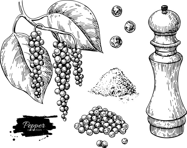 Black pepper plant branch drawing Royalty Free Vector Image