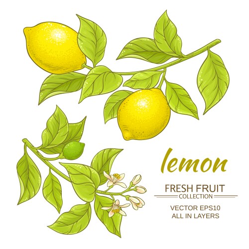 Lemon Vector Images (over 150,000)