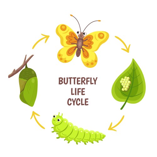 Butterfly Life Cycle Vector Images (over 840)