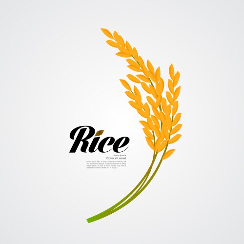 Rice frame clip art hand draw vintage engraving Vector Image
