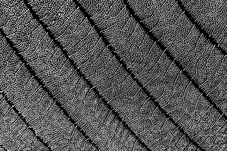 Black leaf realistic texture overlay Royalty Free Vector