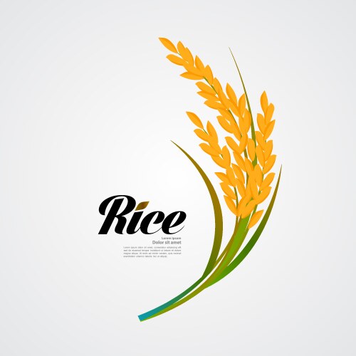 Rice plant Royalty Free Vector Image - VectorStock