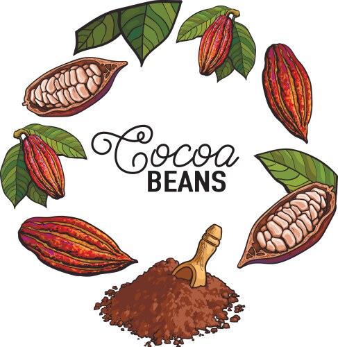 Cocoa frame superfood drawing template Royalty Free Vector